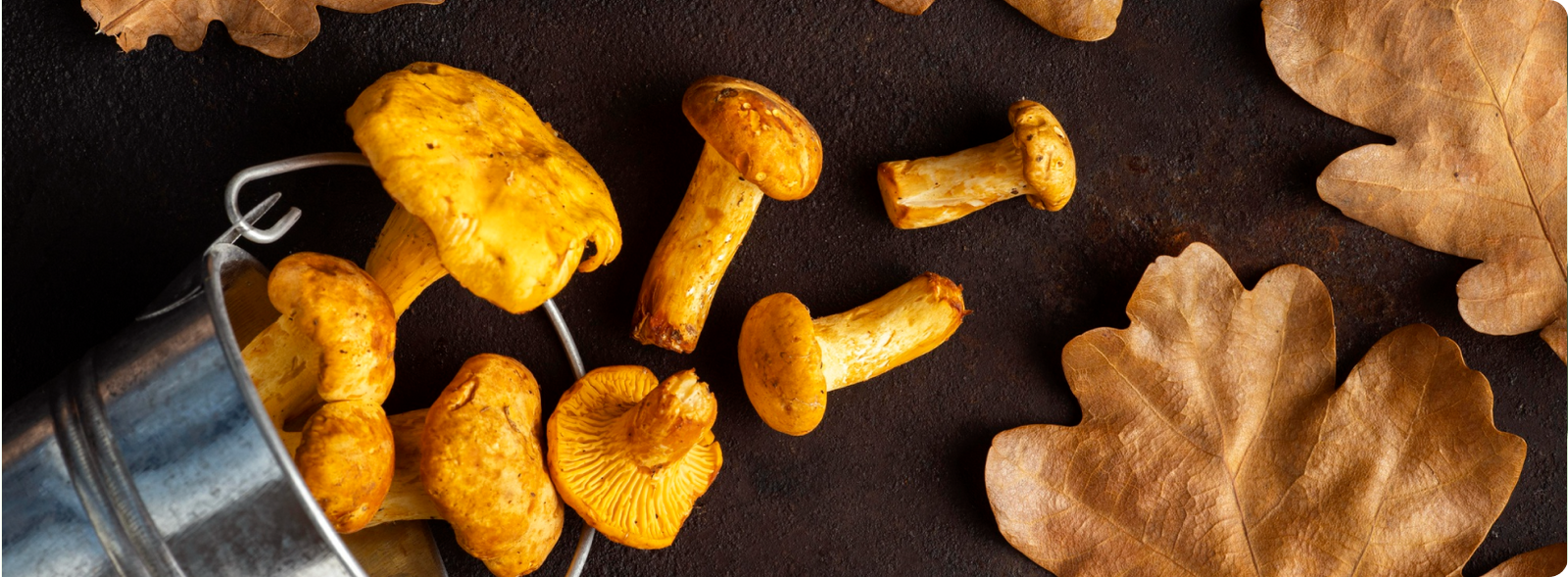 Sēnes – Cietais Rieksts